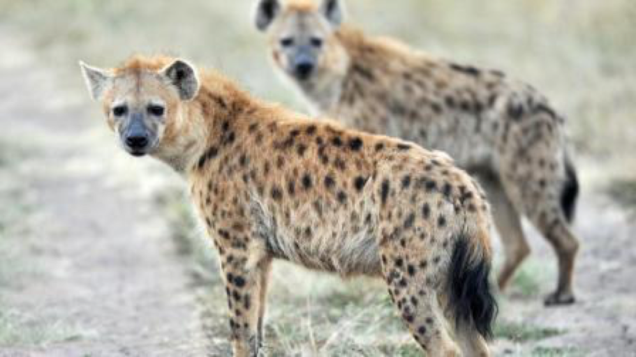 7 increíbles animales que pueden encontrarse en la sabana africana - MGC 7 increíbles animales que pueden encontrarse en la sabana africana - MGC